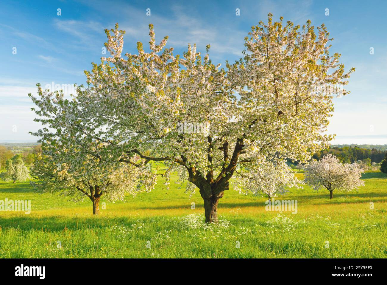 apple tree (Malus domestica), Free-standing apple trees in full bloom ...
