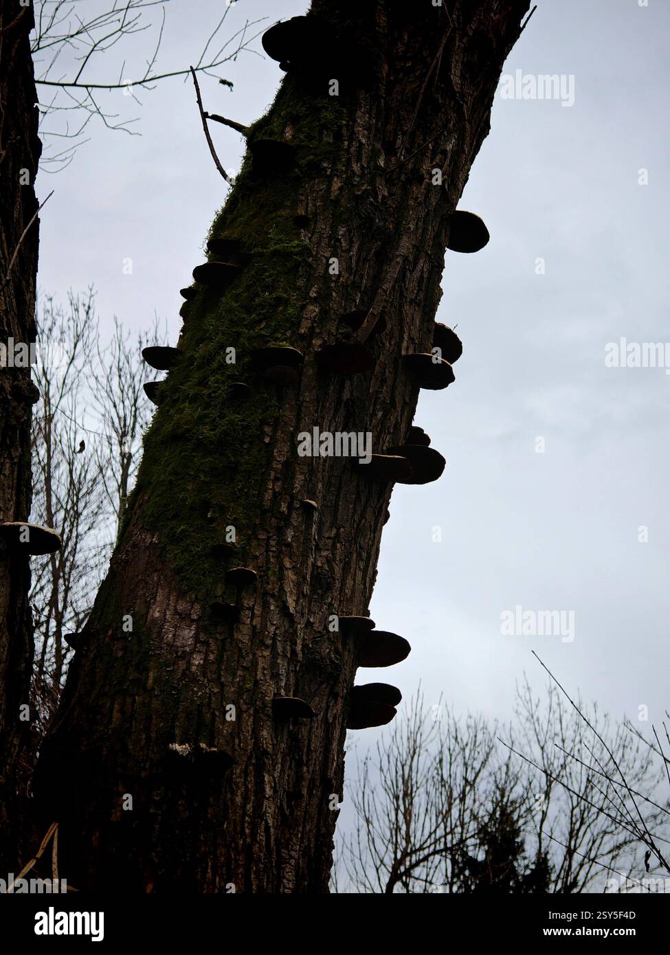 a tree sponge growing on an old tree stump in nature tree sponge ...