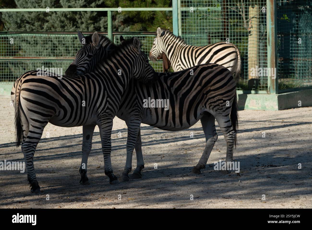 Zebras Zoo Enclosure Wildlife: Three zebras huddle together in a zoo ...