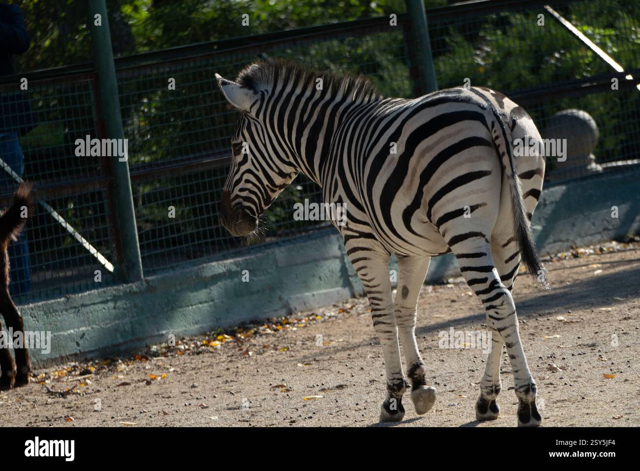 Zebra Zoo Enclosure India: Captive Zebra daytime enclosure, likely for ...