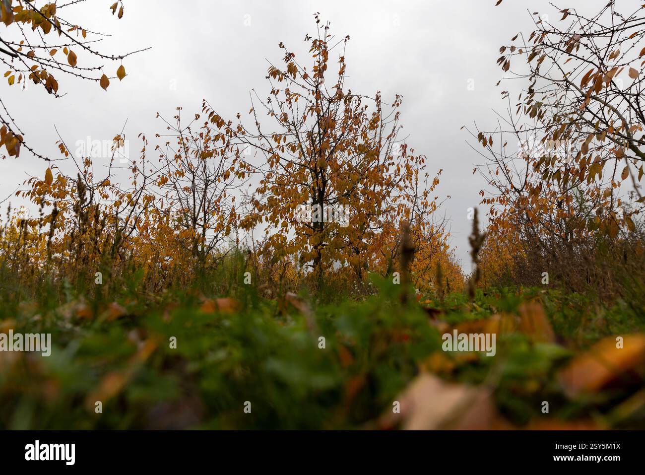 beautiful orange foliage on sweet cherry trees in the autumn season, a ...