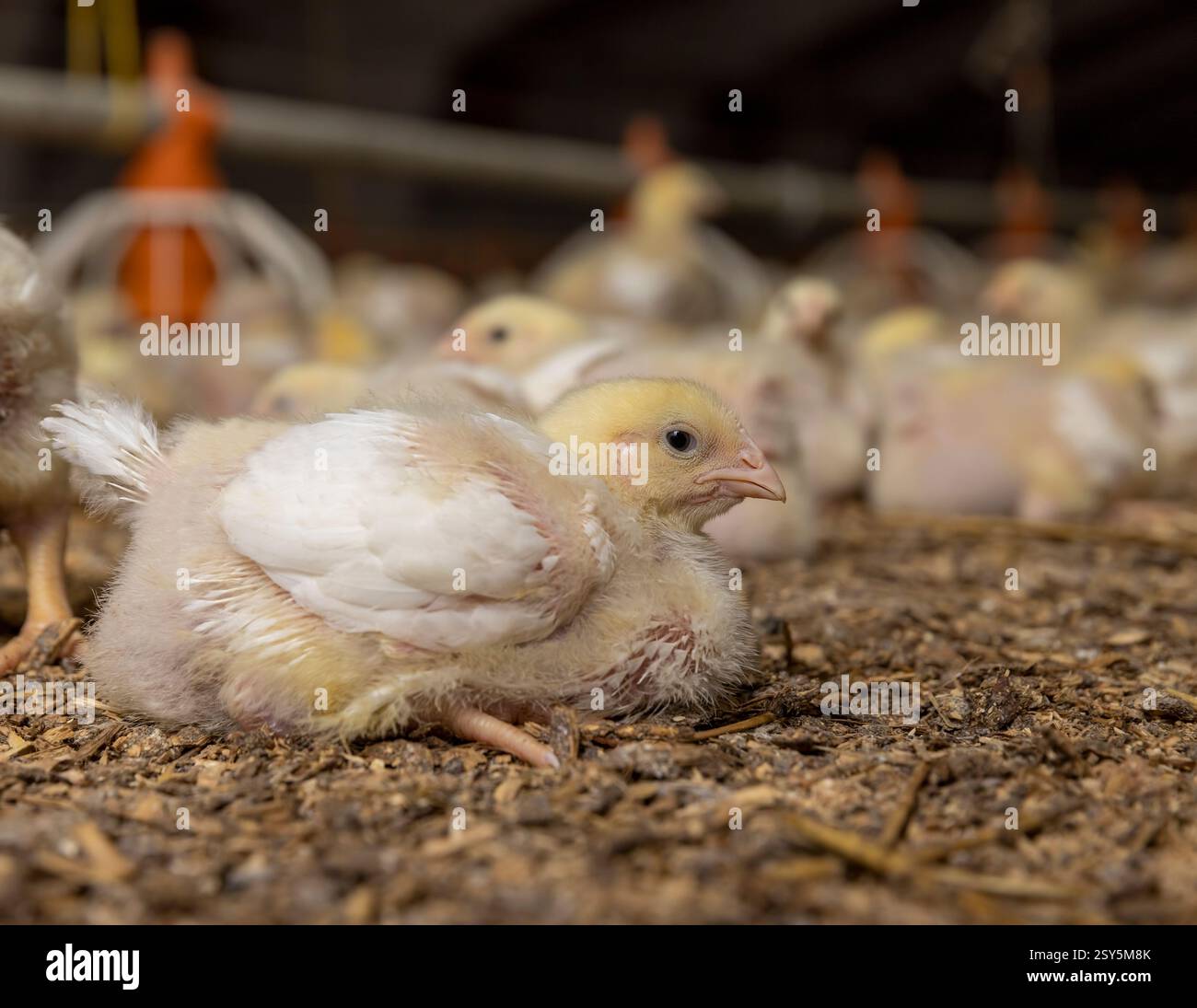 Broiler chicken living on hi-res stock photography and images - Alamy