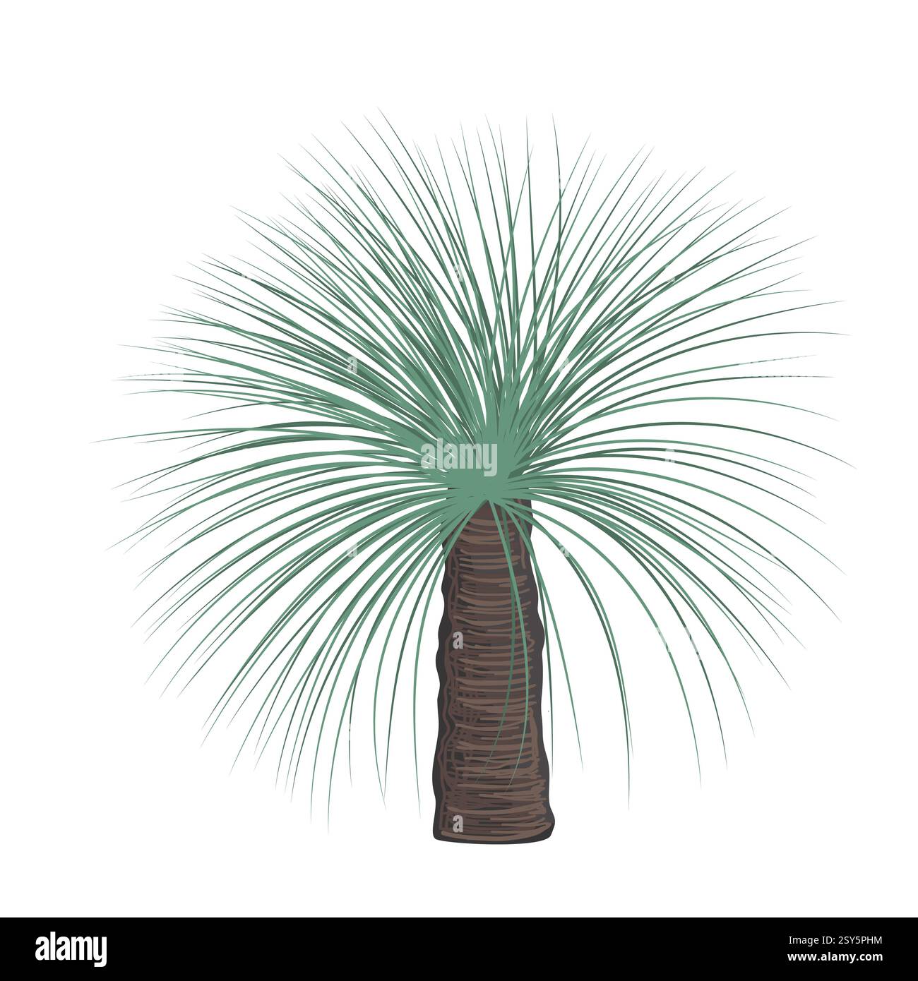 Xanthorrhoea tree vector isolated illustration. The Grass tree, native ...