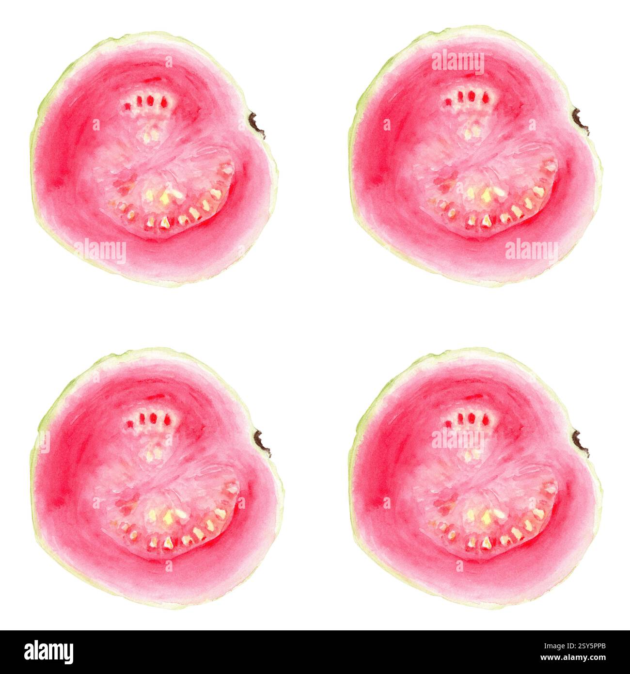Ripe open pink guava quoter watercolor seamless pattern isolated on ...