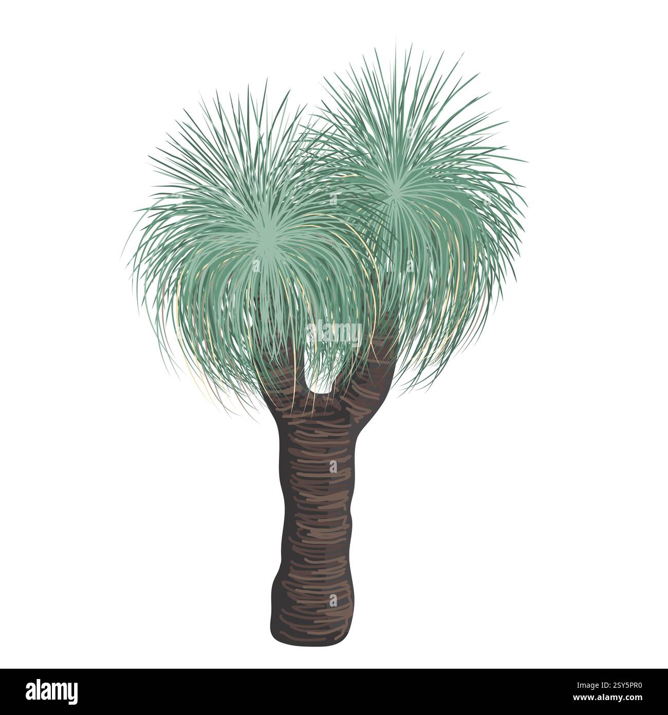 Xanthorrhoea tree vector isolated illustration. The Grass tree, native ...