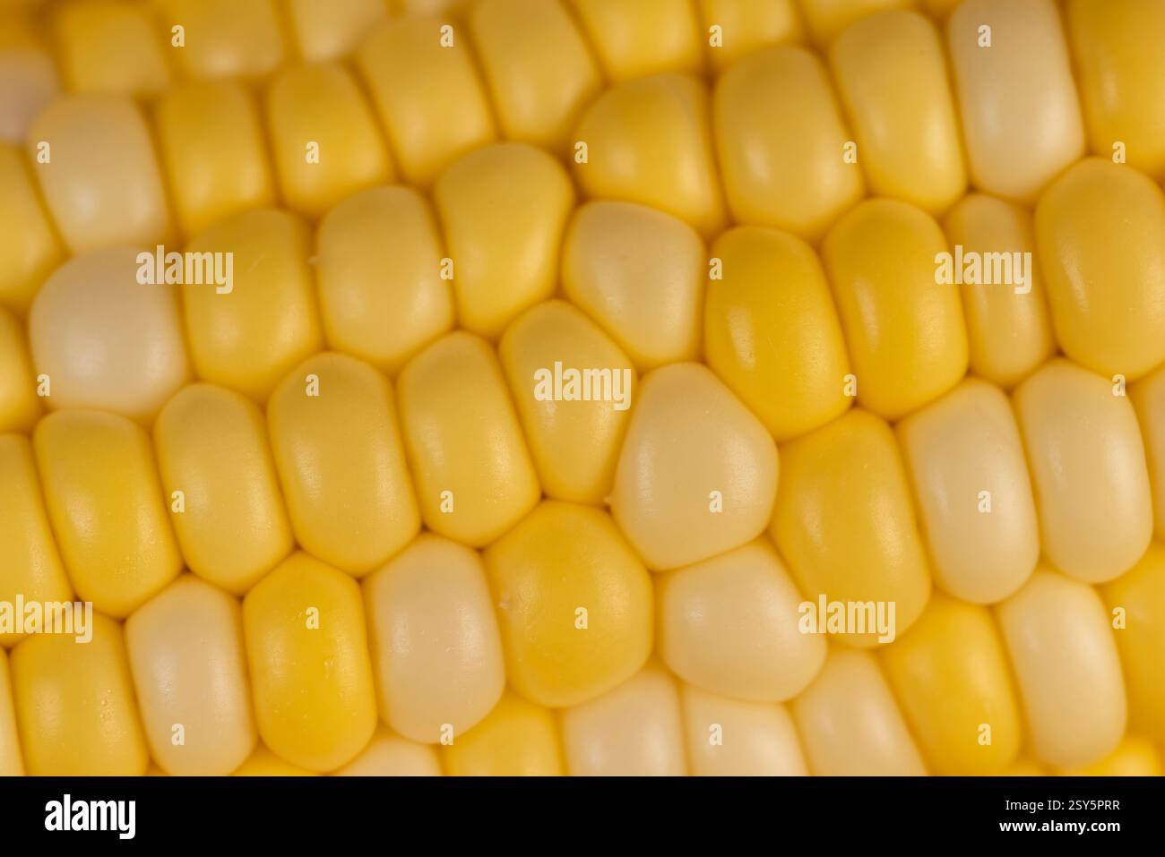 corn cob with yellow seeds of different sizes, sweet corn for cooking ...