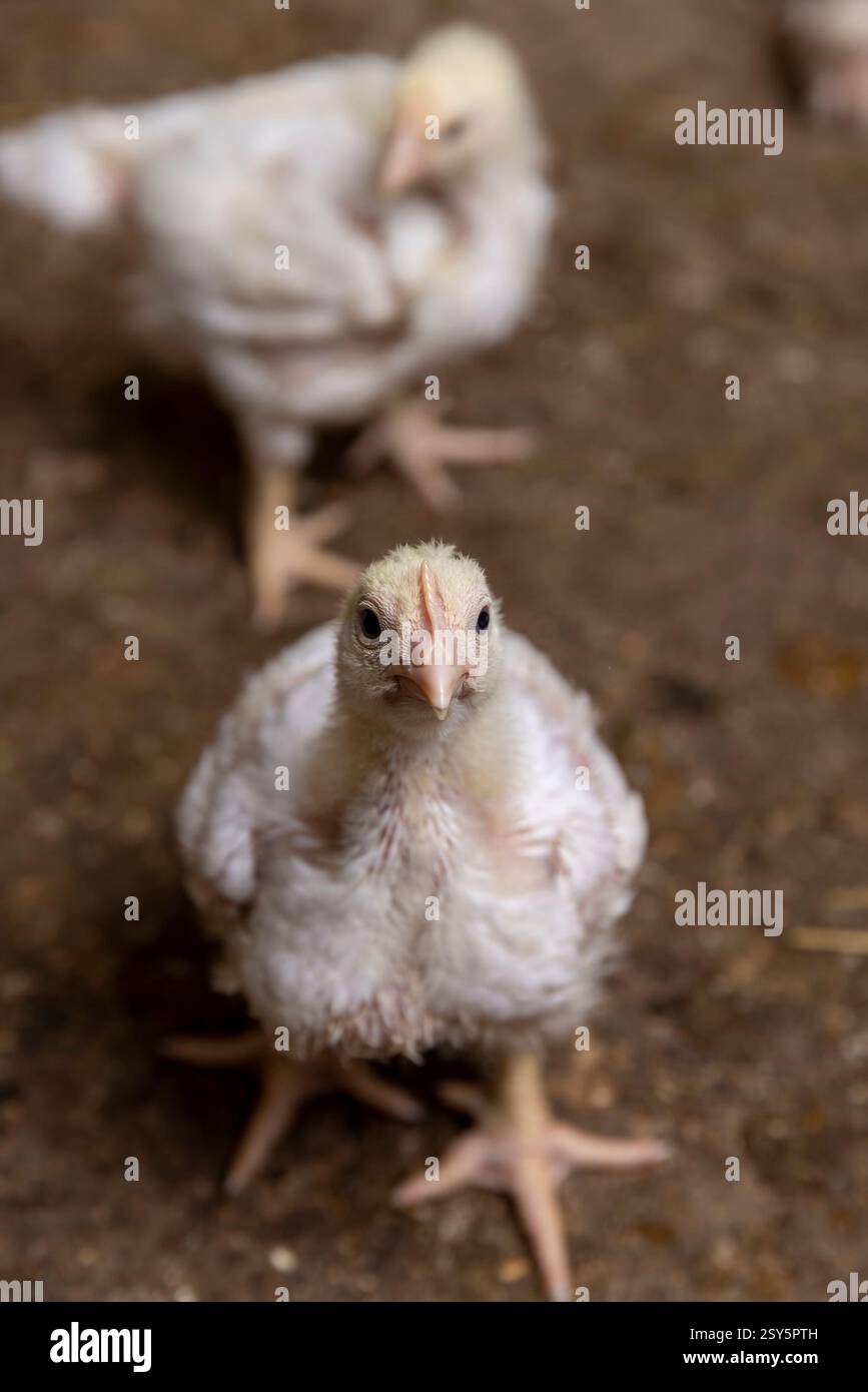 chicken during the change of fluff to feathers close up, a poultry farm ...