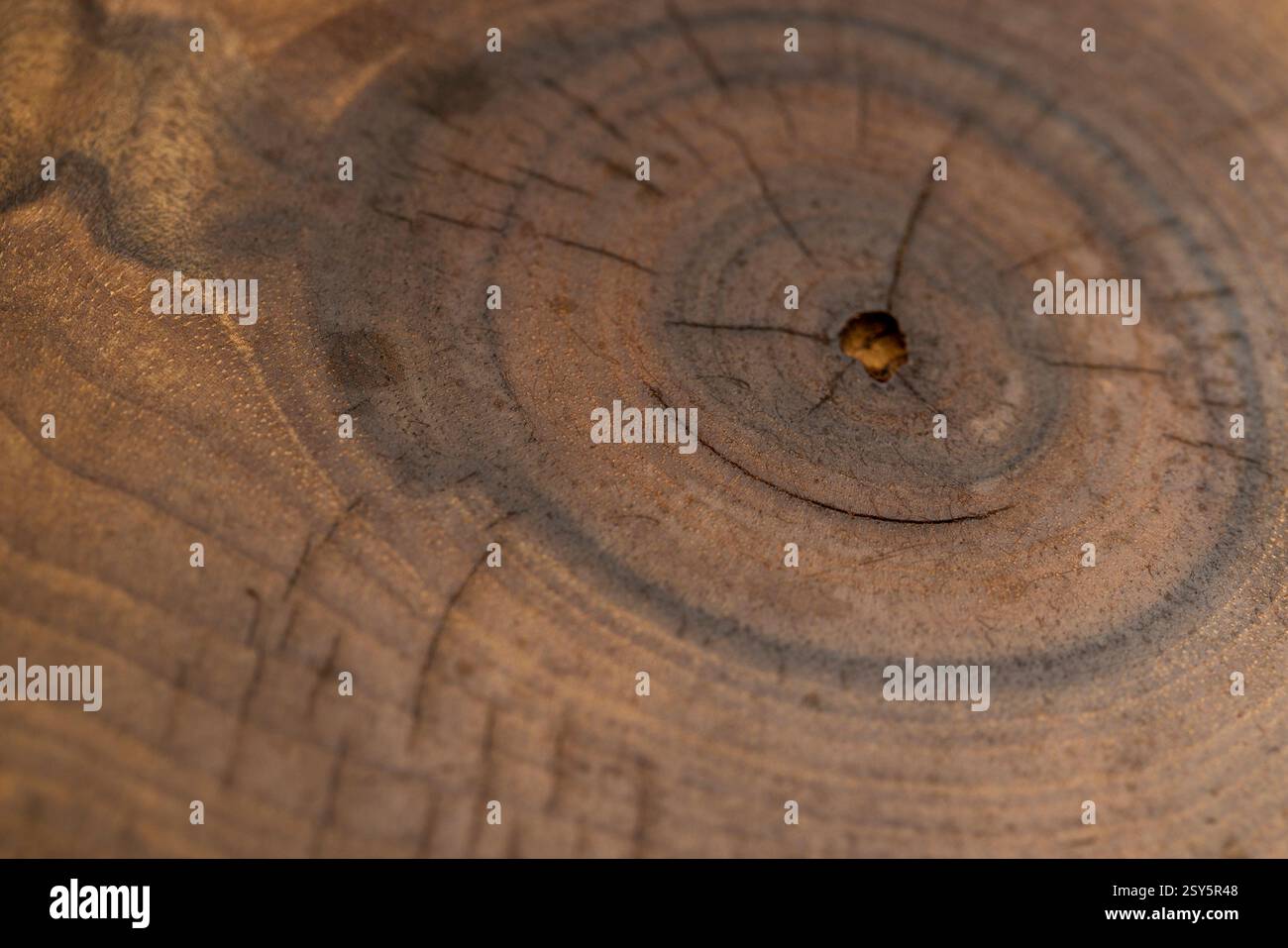 walnut with annual rings closeup, processed for decoration a section of ...