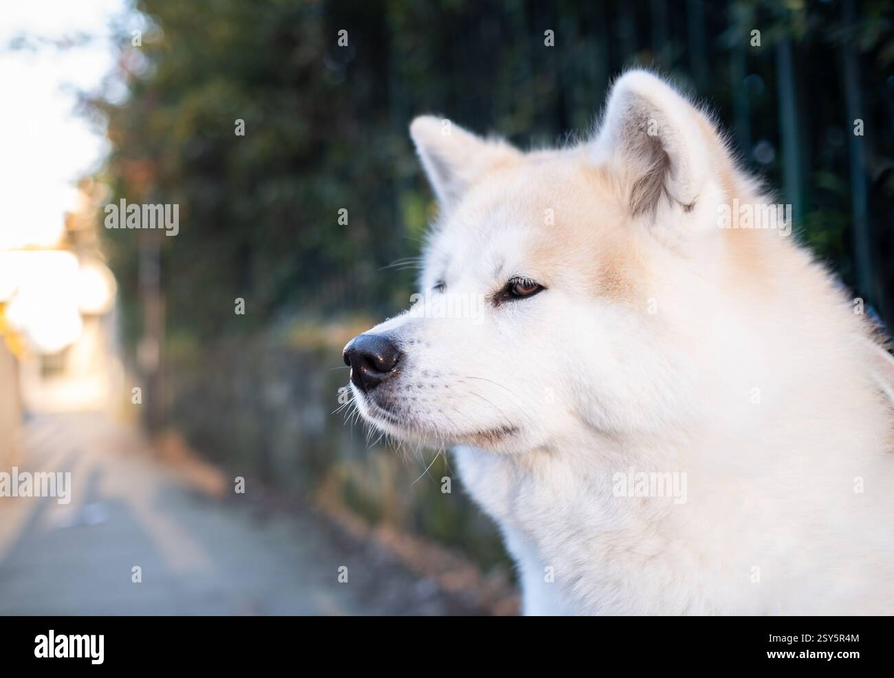Head portrait of an Akita Inu purebred dog standing against a lush ...