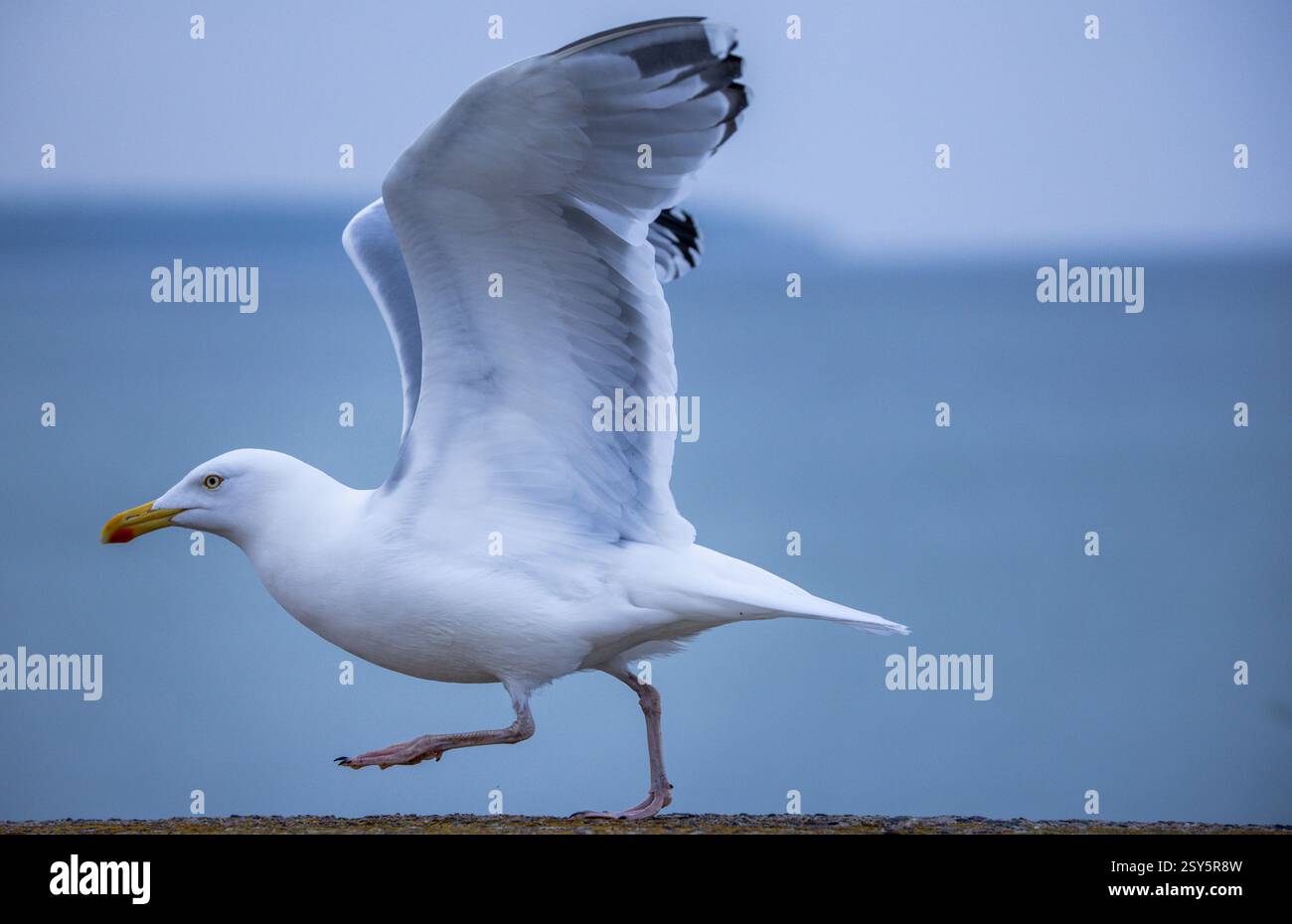 Rostock, Germany. 27th Feb, 2025. A seagull walks over the wall of the ...