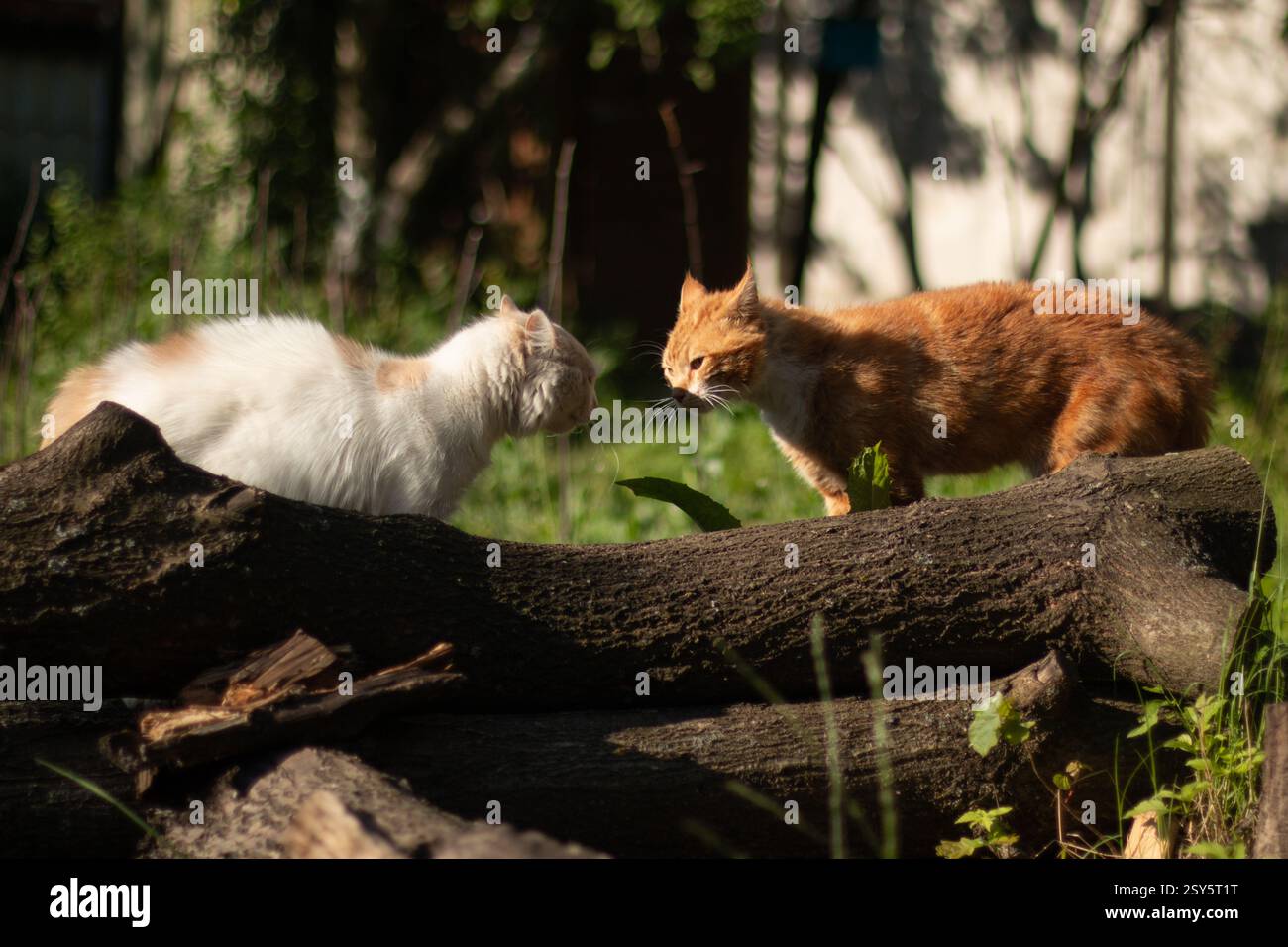 Two cats confront each other on a fallen tree in the forest, their ...