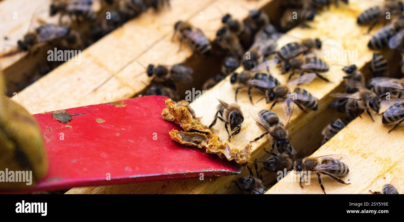 Close up of taking propolis bee glue out of honeycomb wooden frames ...