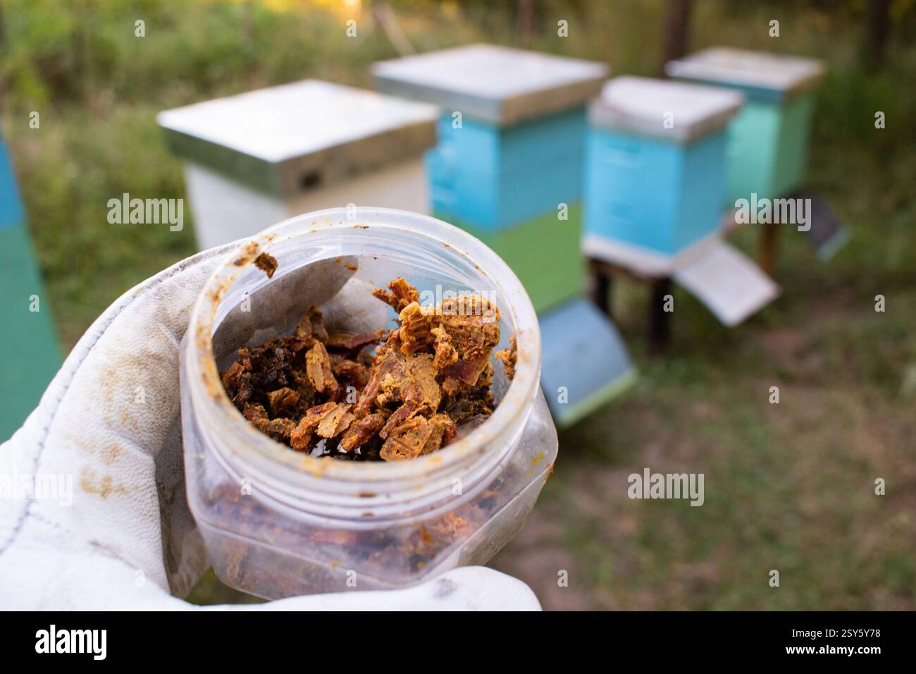 Close up of taking propolis bee glue out of honeycomb wooden frames ...