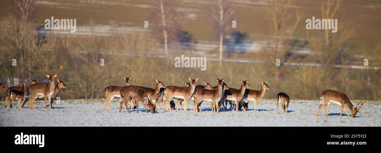 View snow dusted ground hi-res stock photography and images - Alamy