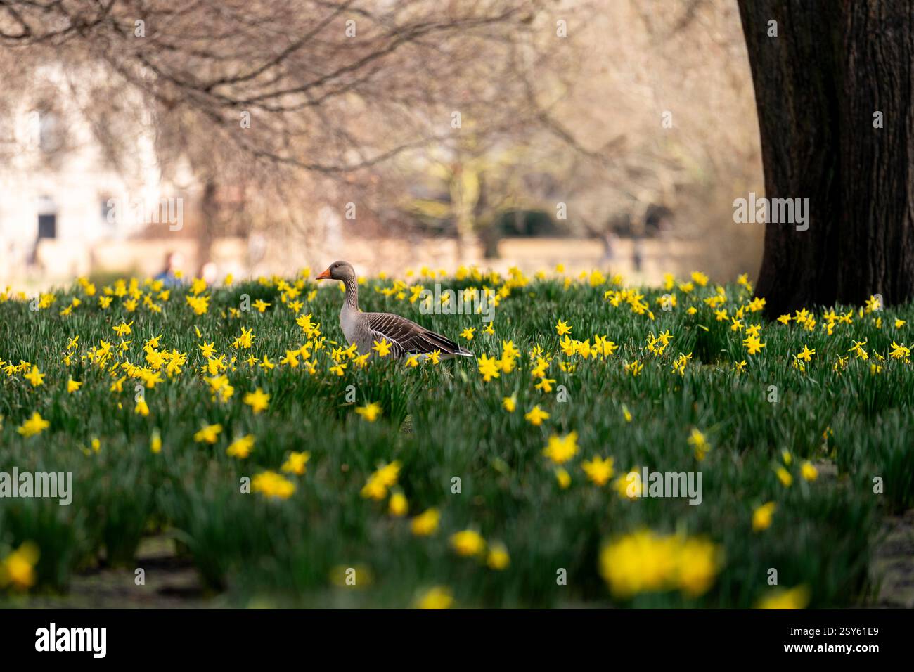 A greylag goose in a bed of daffodils in St James's Park in London ...