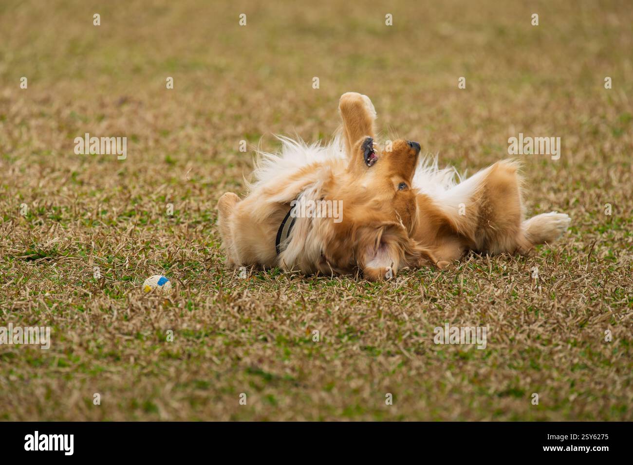 Cute playful young golden retriever hi-res stock photography and images ...