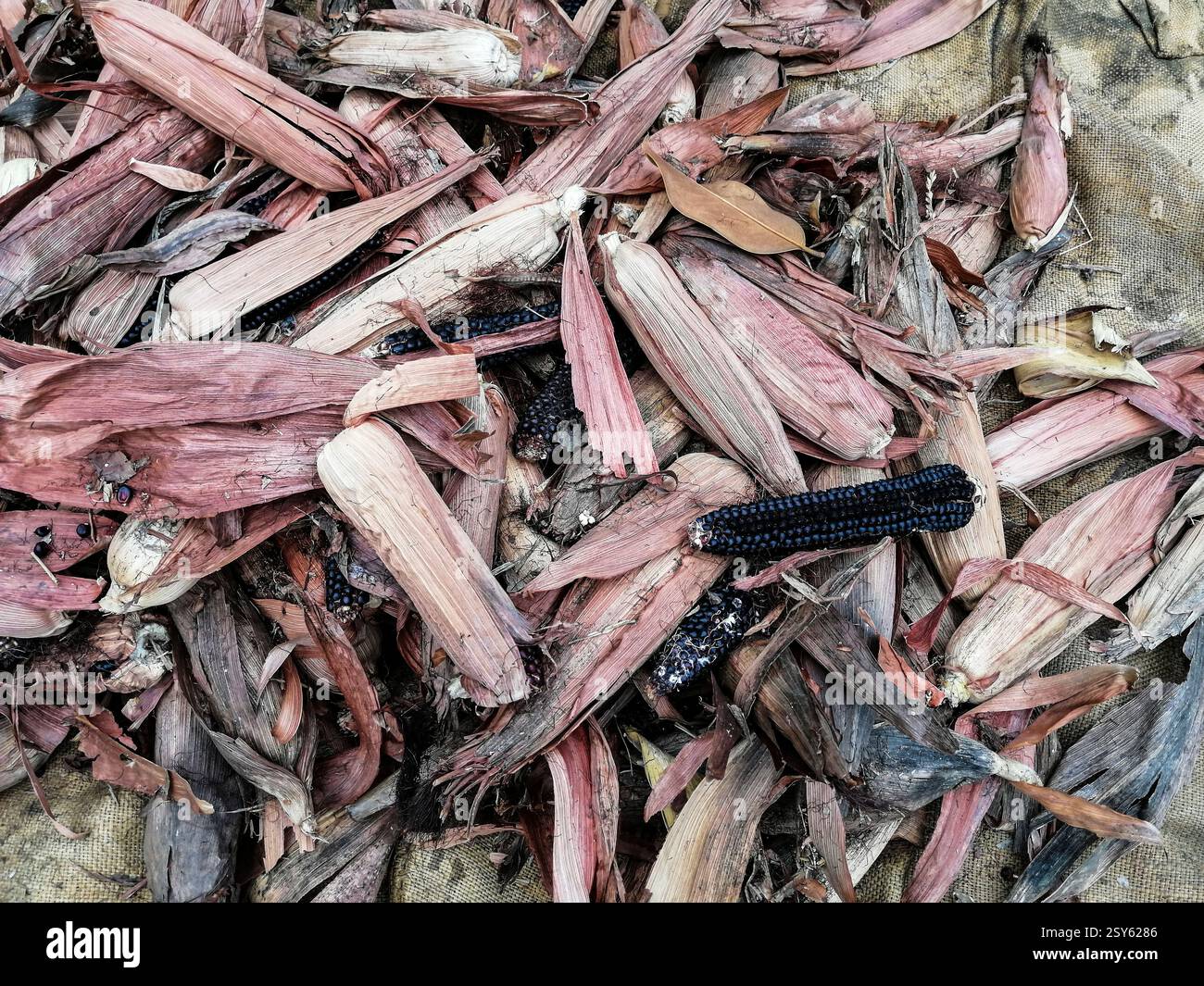 Italy. Ossona. St. Bartholomew's Fair. Fiera di San Bartolomeo. corn ...