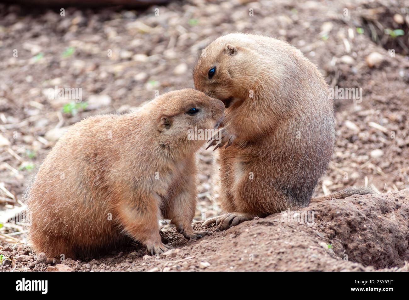 Here's a caption for the image: "Prairie dogs engage in a social ...