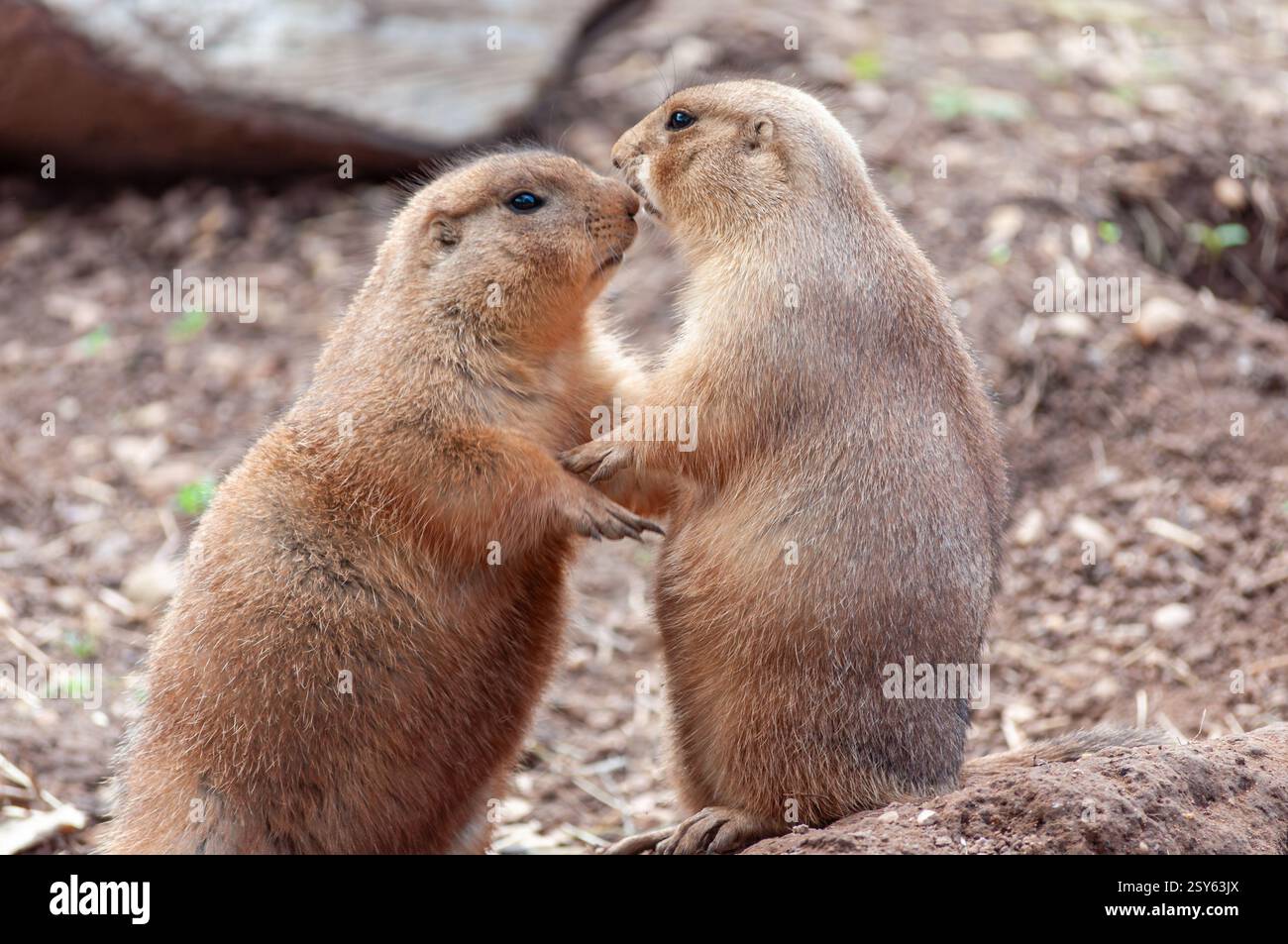 Here's a caption for the image: Two prairie dogs engage in a social behaviour known as kissing ...