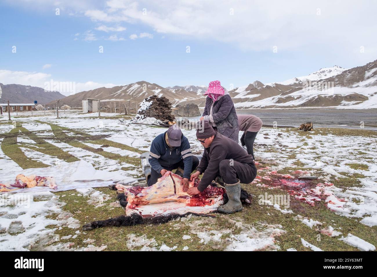 Kyrgyzstan. Kel-Suu village. yak slaughter Stock Photo - Alamy