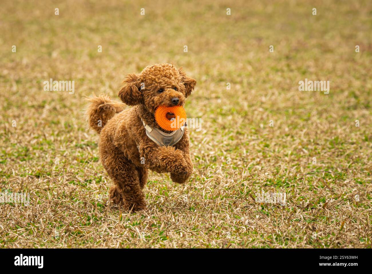 Red miniature poodle puppy hi-res stock photography and images - Alamy
