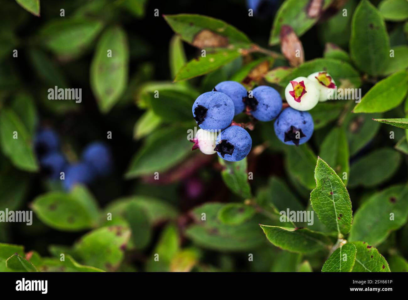 Blusberries hi-res stock photography and images - Alamy