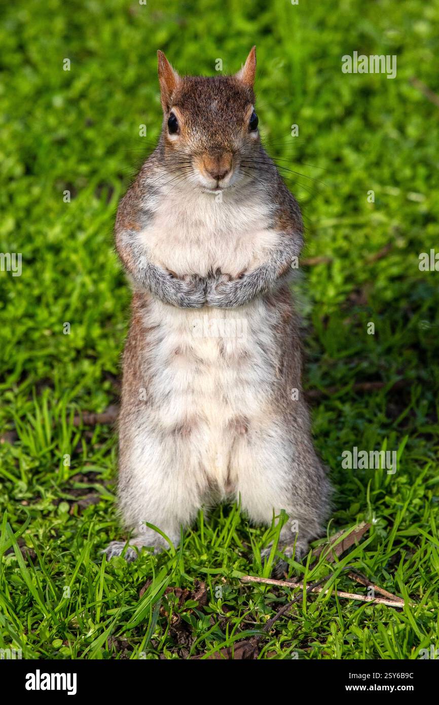Close-up of a Squirrel standing on its back legs, looking at the camera ...