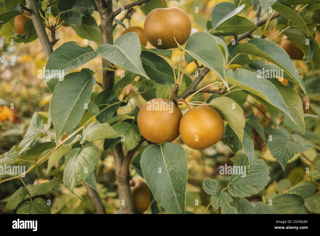 Nashi Pyrus pyrifolia - ripe asian Japanese Korean pears hanging tree ...