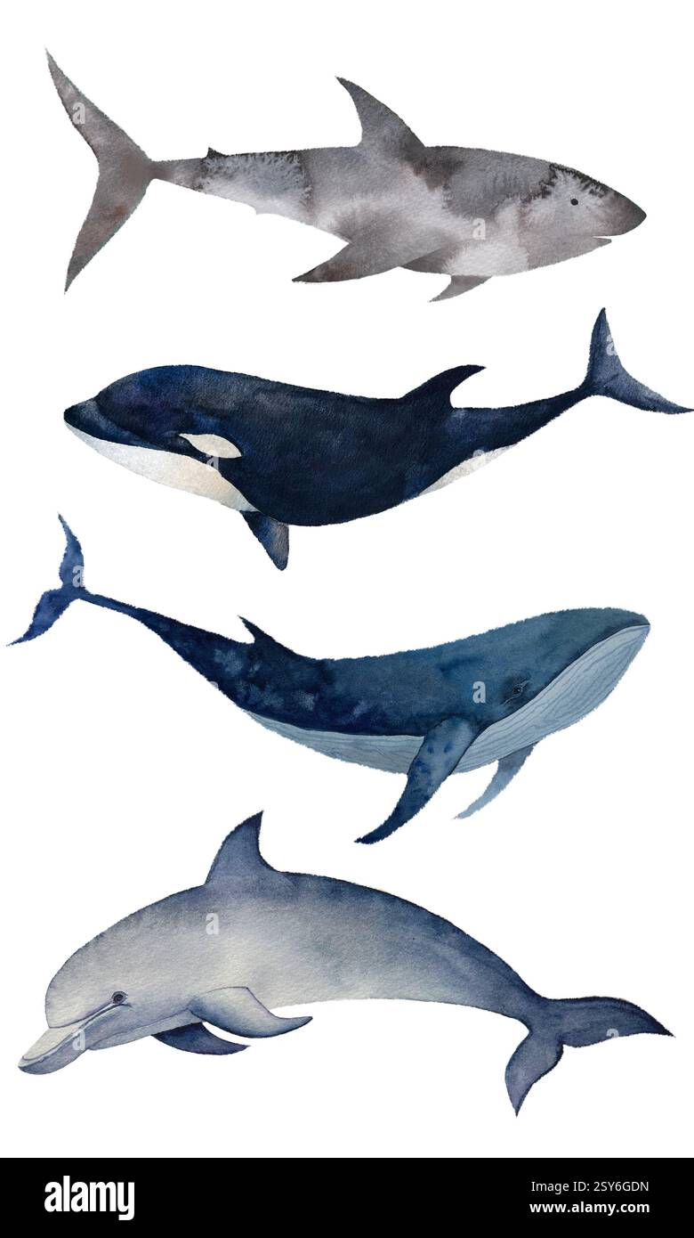 Dangerous sea life Cut Out Stock Images & Pictures - Alamy