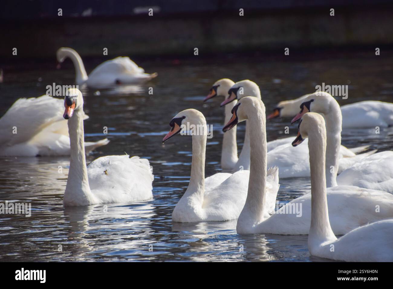 London, England, UK. 27th Feb, 2025. Swans congregate in Serpentine ...