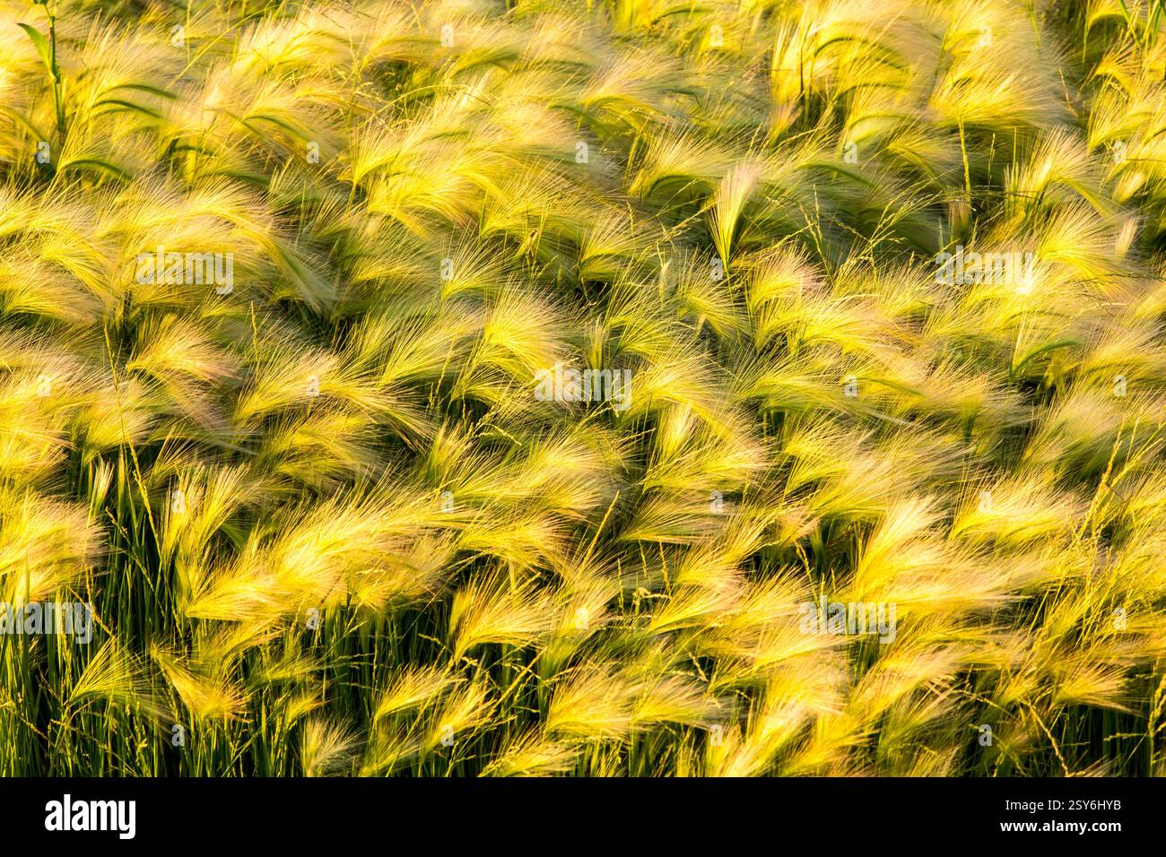 Field of tall, golden grass with many yellow flowers scattered ...