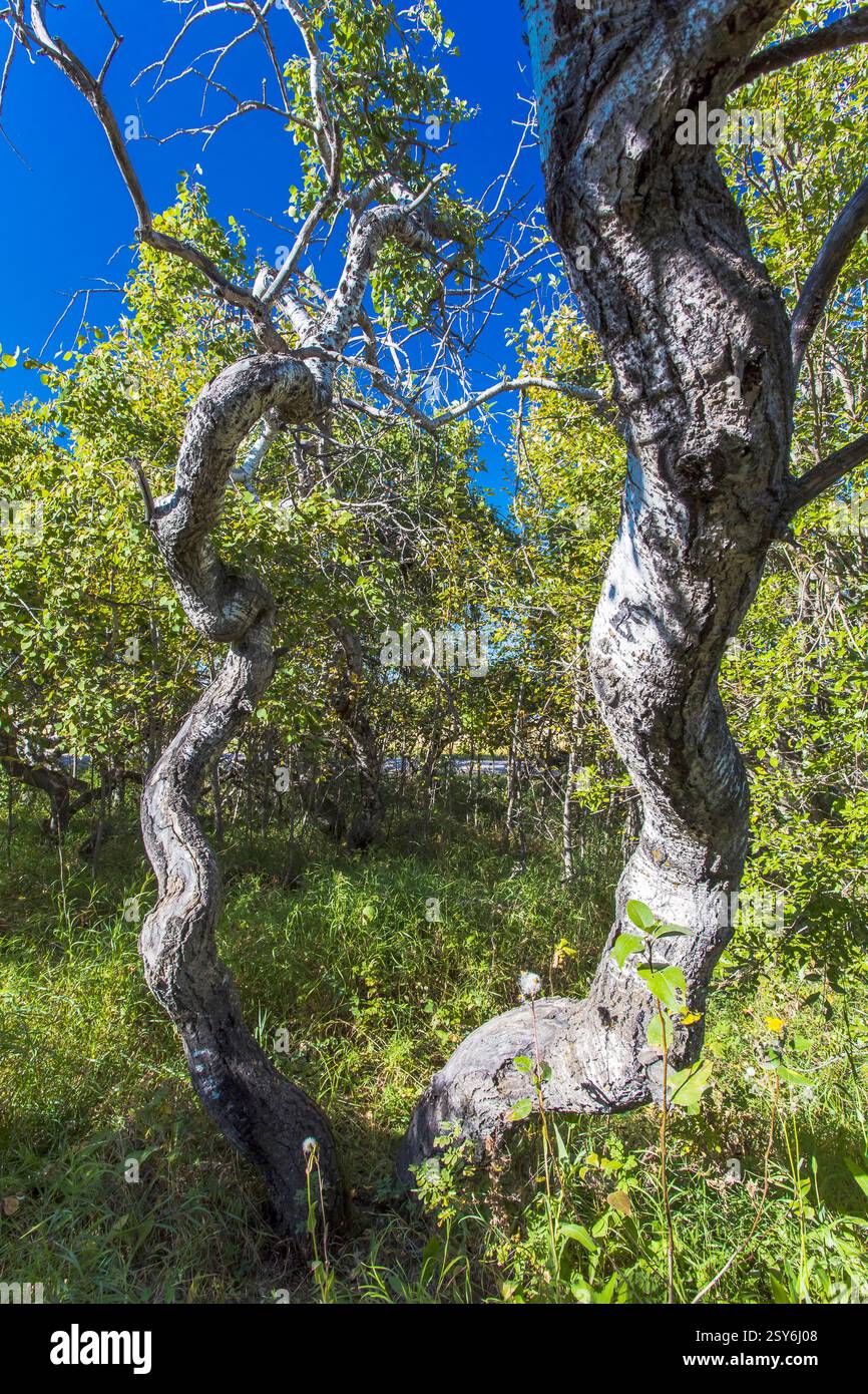 Tree with a long trunk and a small tree growing out of it. The trunk of ...