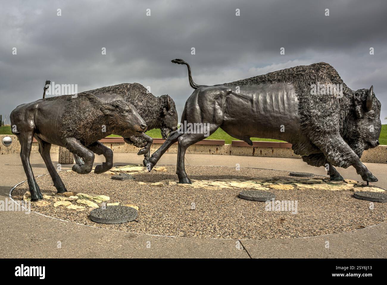 Two statues of bison are on display. One is larger than the other. The ...