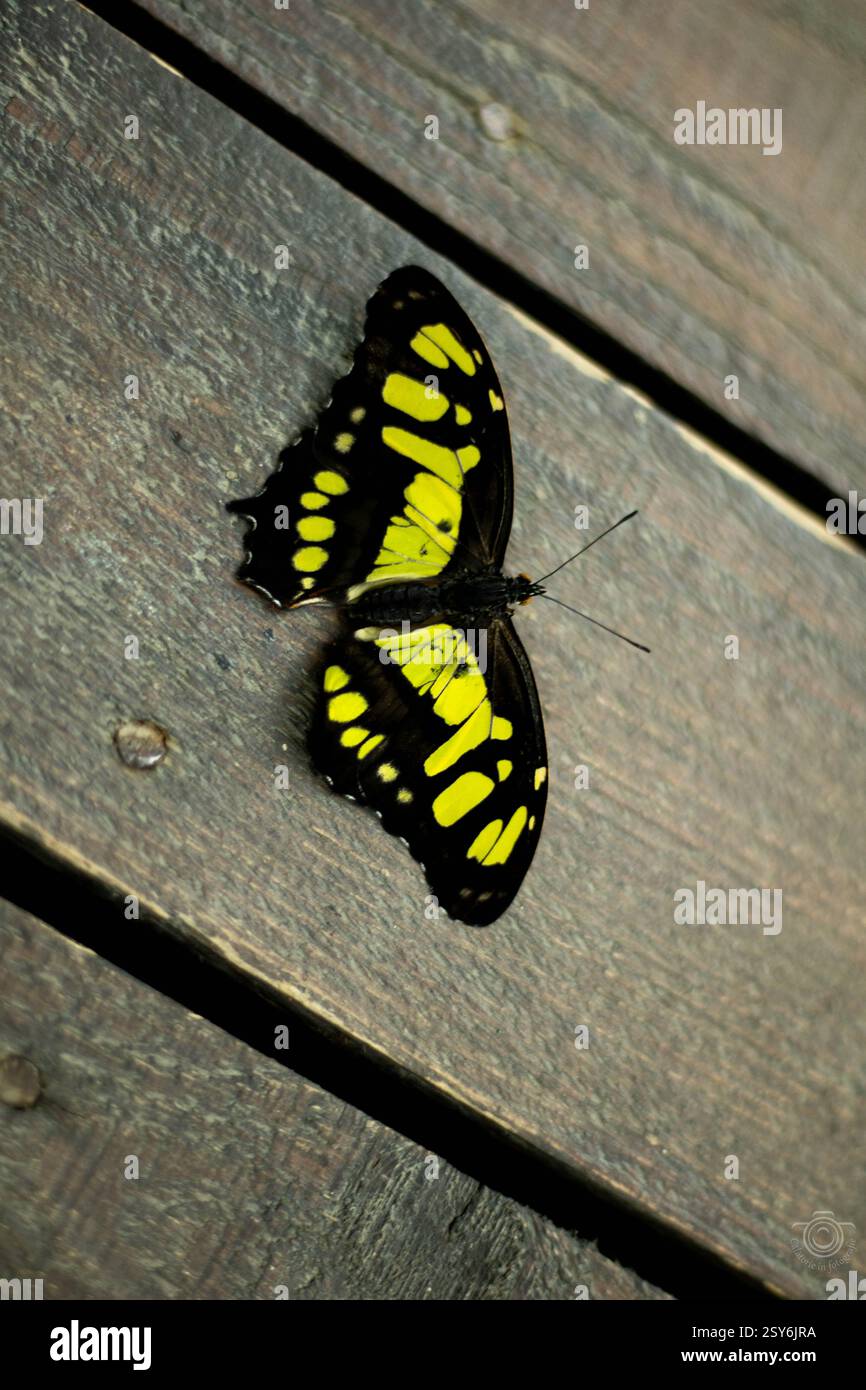 Tropical butterfly with a very interesting pattern with yellow and ...