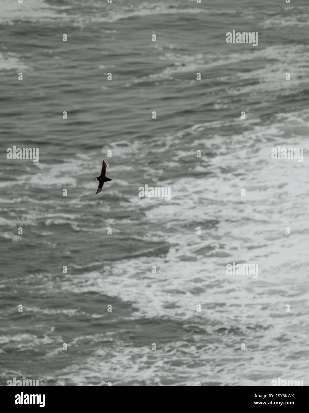 An Atlantic puffin soars above the ocean at Dyrhólaey, South Iceland ...