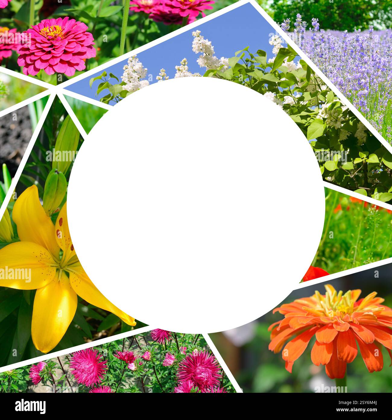 Colorful collage of flowers garden. Free space for text. Collage Stock ...