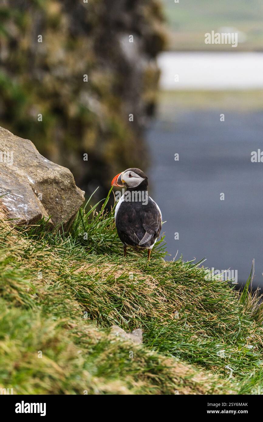 An Atlantic puffin perches on a grassy cliff at Dyrhólaey, South ...