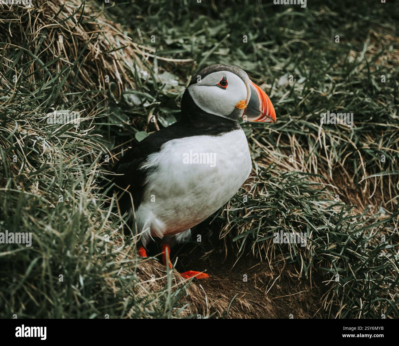 Atlantic puffin near nest hi-res stock photography and images - Alamy