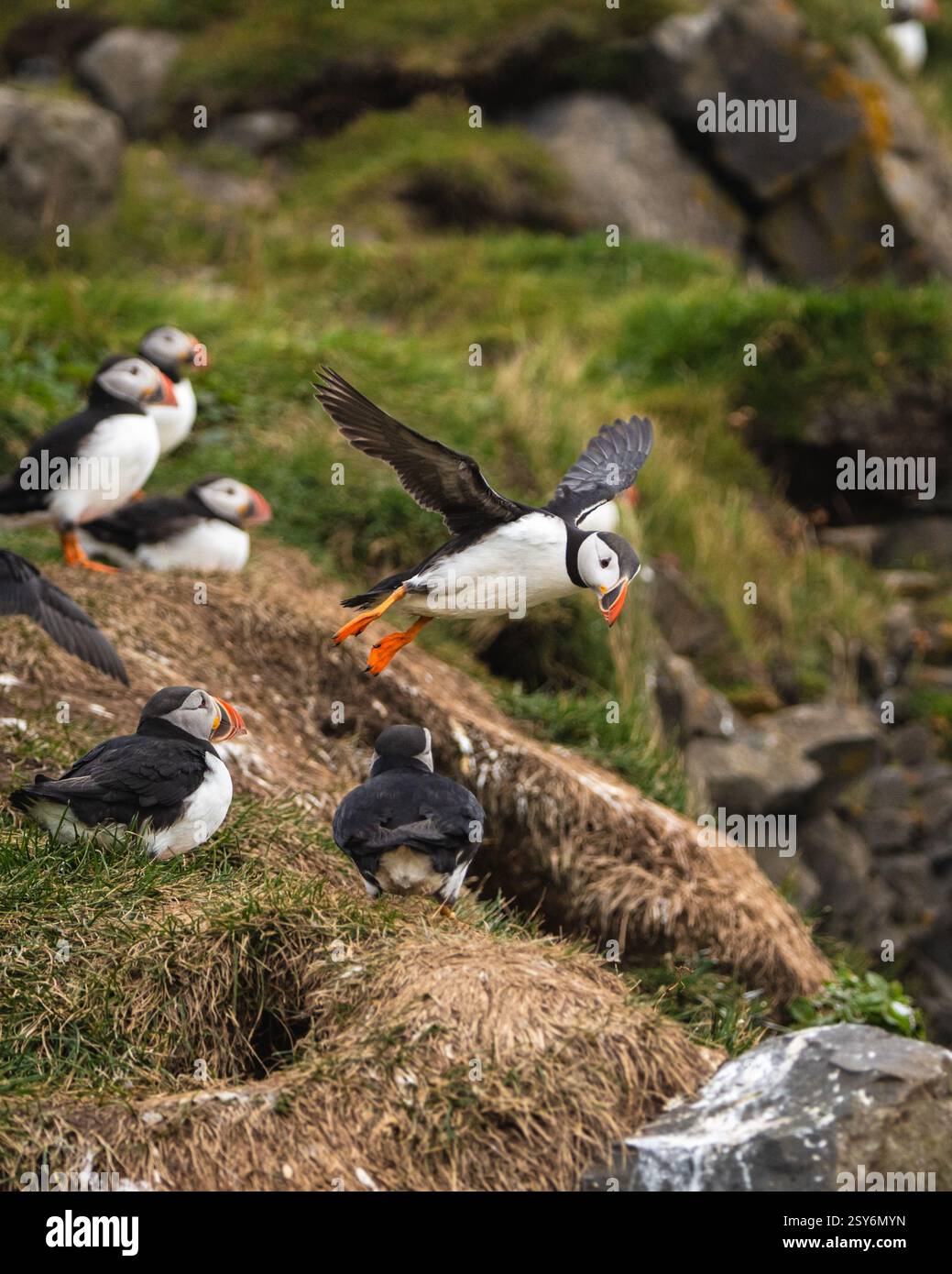 Atlantic puffins on grassy cliffs at Dyrhólaey, South Iceland, with one ...