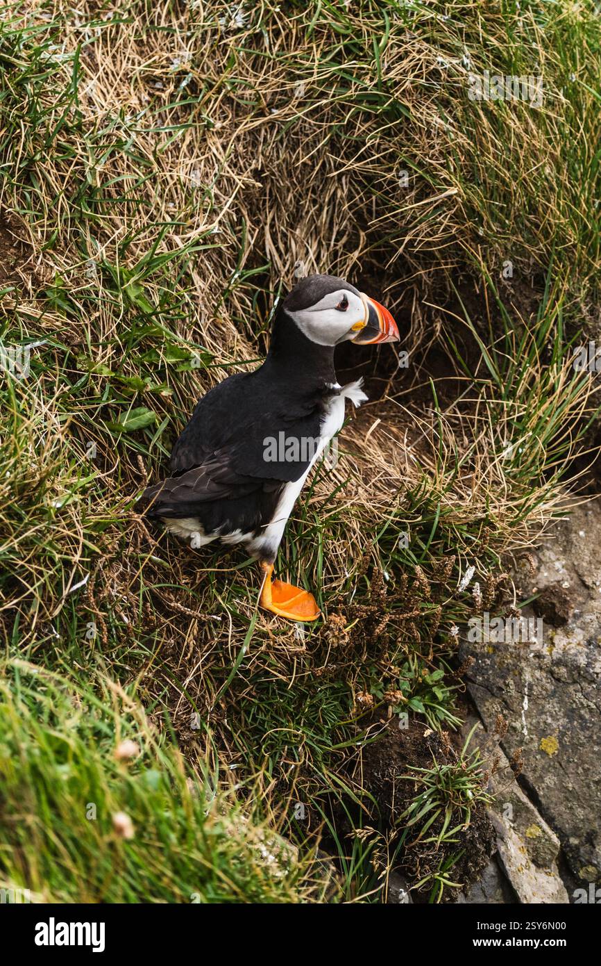 Atlantic puffin standing near its burrow on the cliffs of Dyrhólaey ...