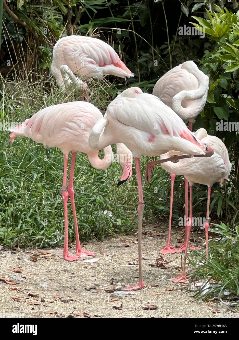 Kobe Ōji Zoo in Japan Stock Photo - Alamy