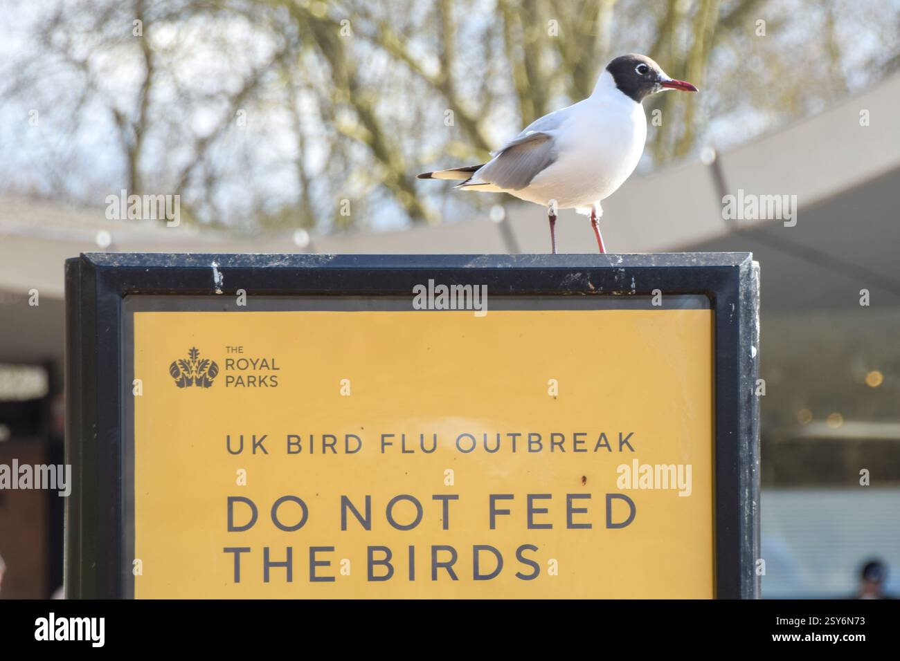 London, UK. 27th February 2025. A gull stands on a sign in Hyde Park ...