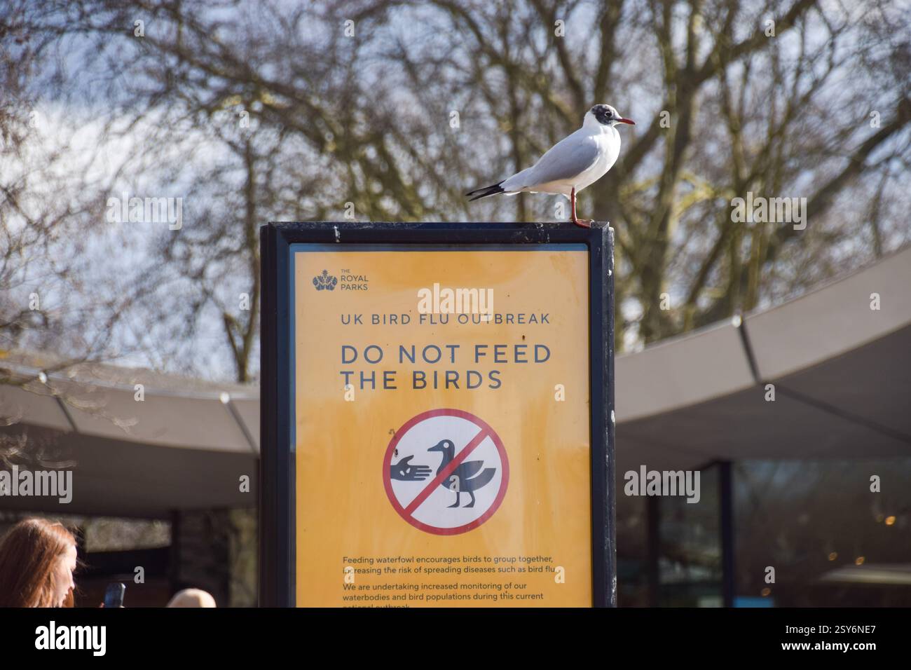 London, UK. 27th February 2025. A gull stands on a sign in Hyde Park ...