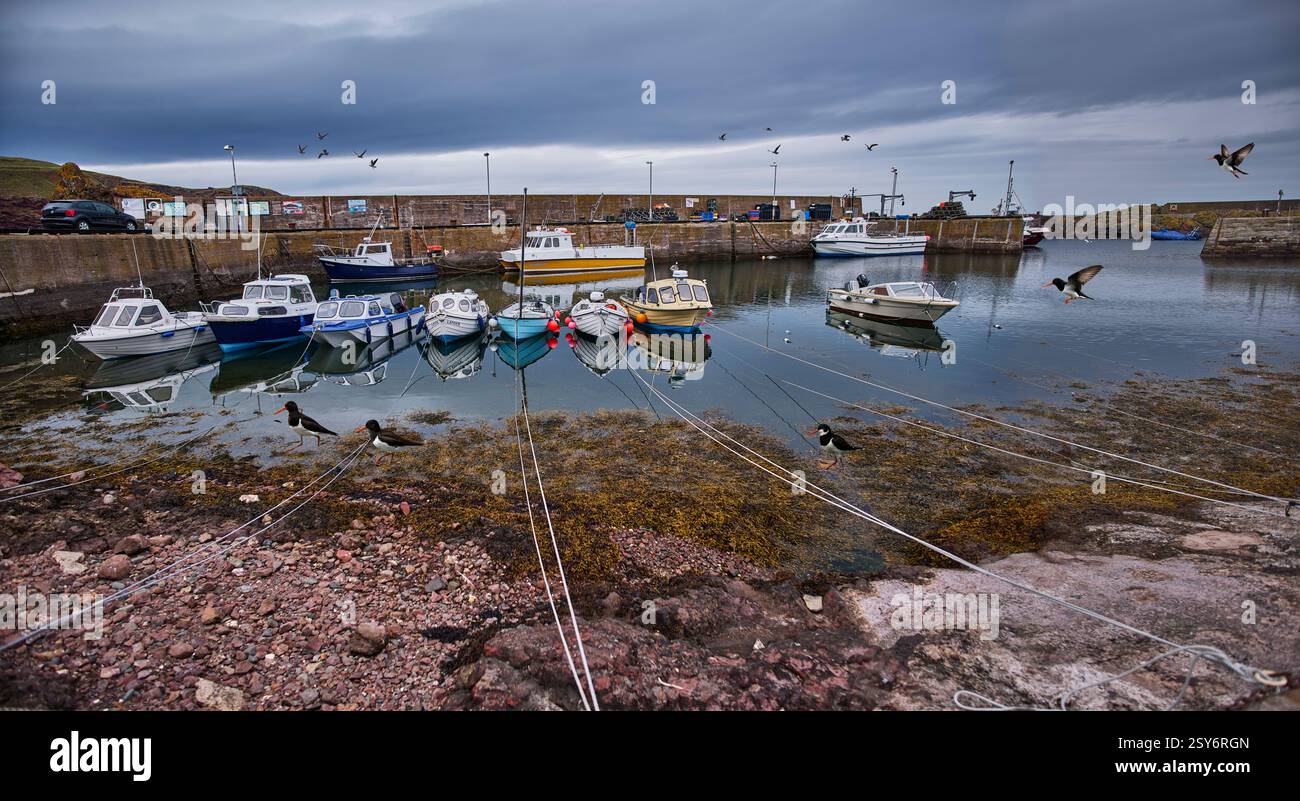 Colour photo of the harbour of the small fishing village of St Abbs ...