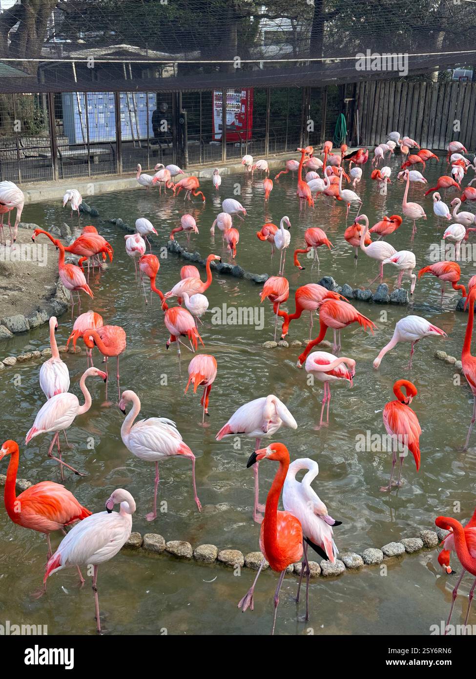 Kobe Ōji Zoo in Japan Stock Photo - Alamy