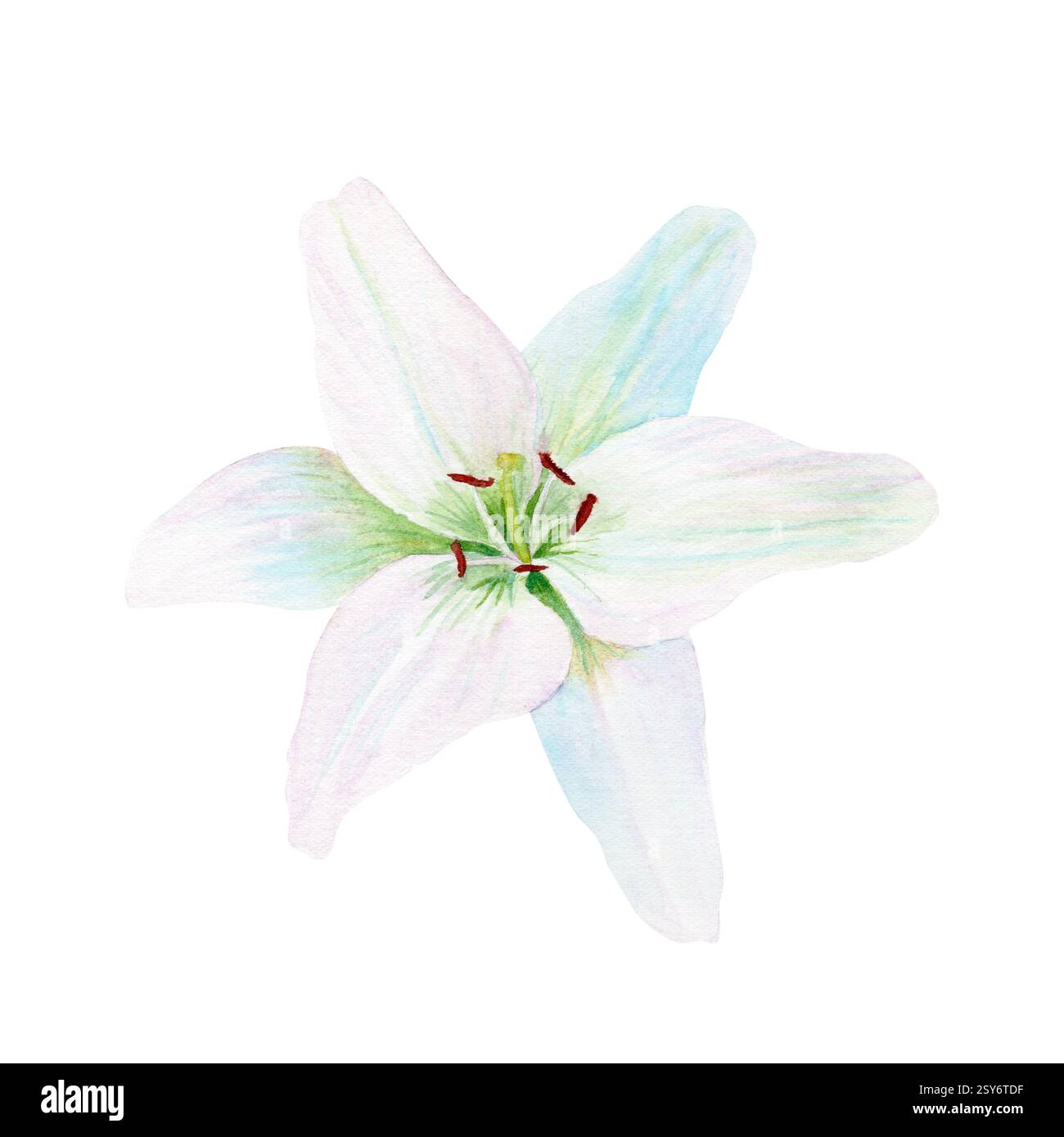 White lily flower watercolor illustration isolated on white. High ...