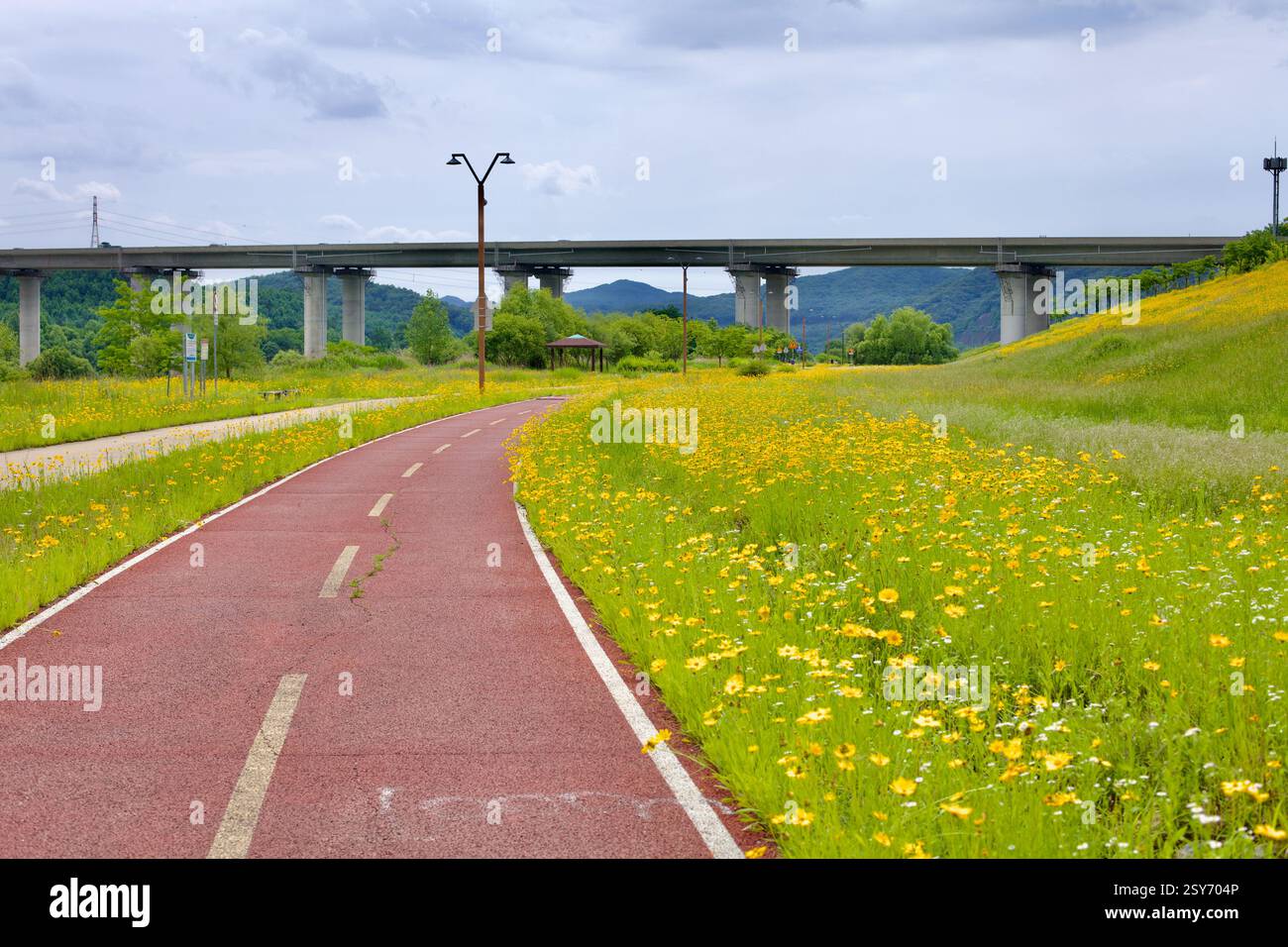Sejong City, South Korea - May 27, 2021: The Geumgang Bike Path winds through a field of yellow ...