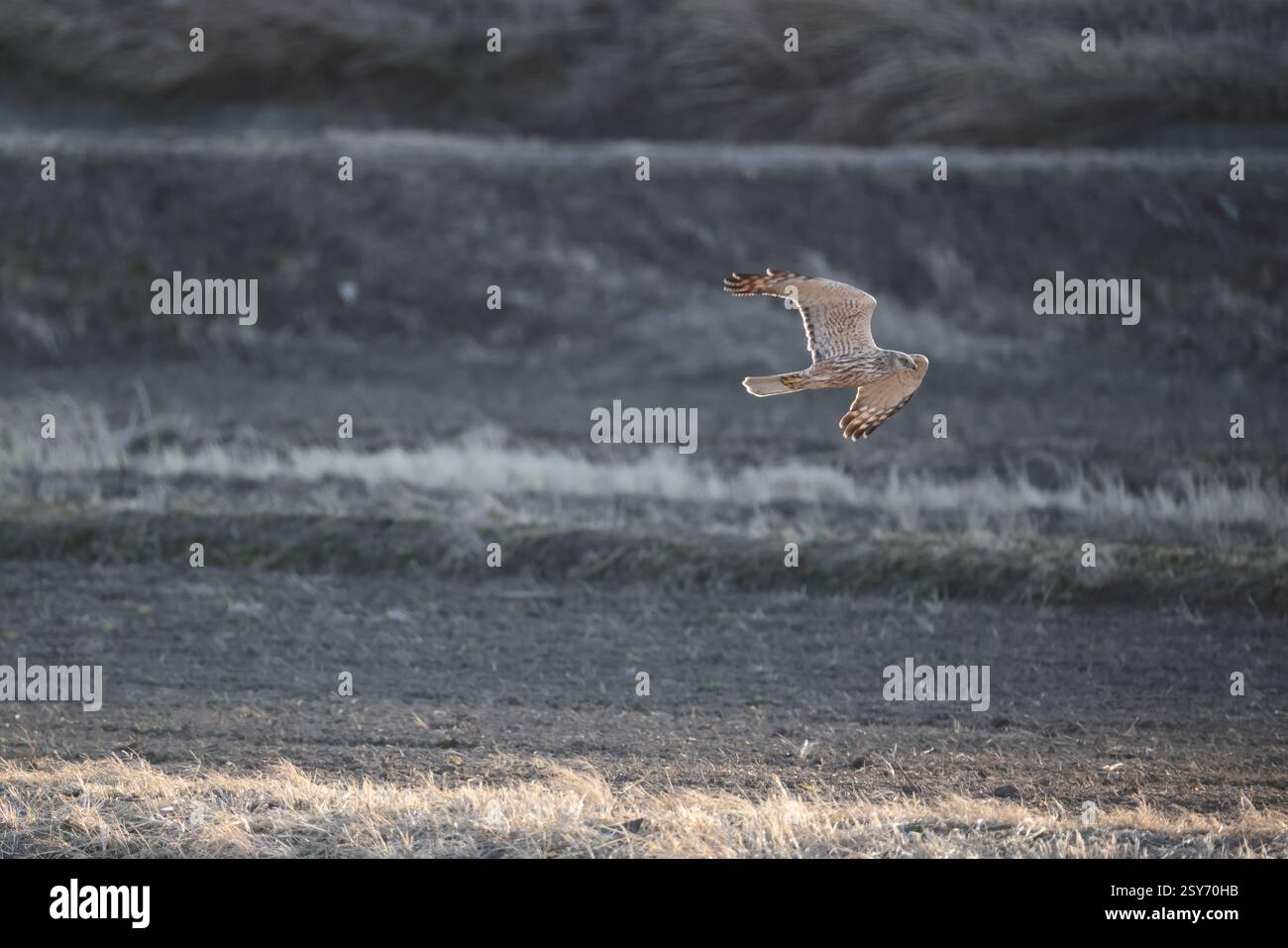 The eastern marsh harrier (Circus spilonotus) is a bird of prey ...