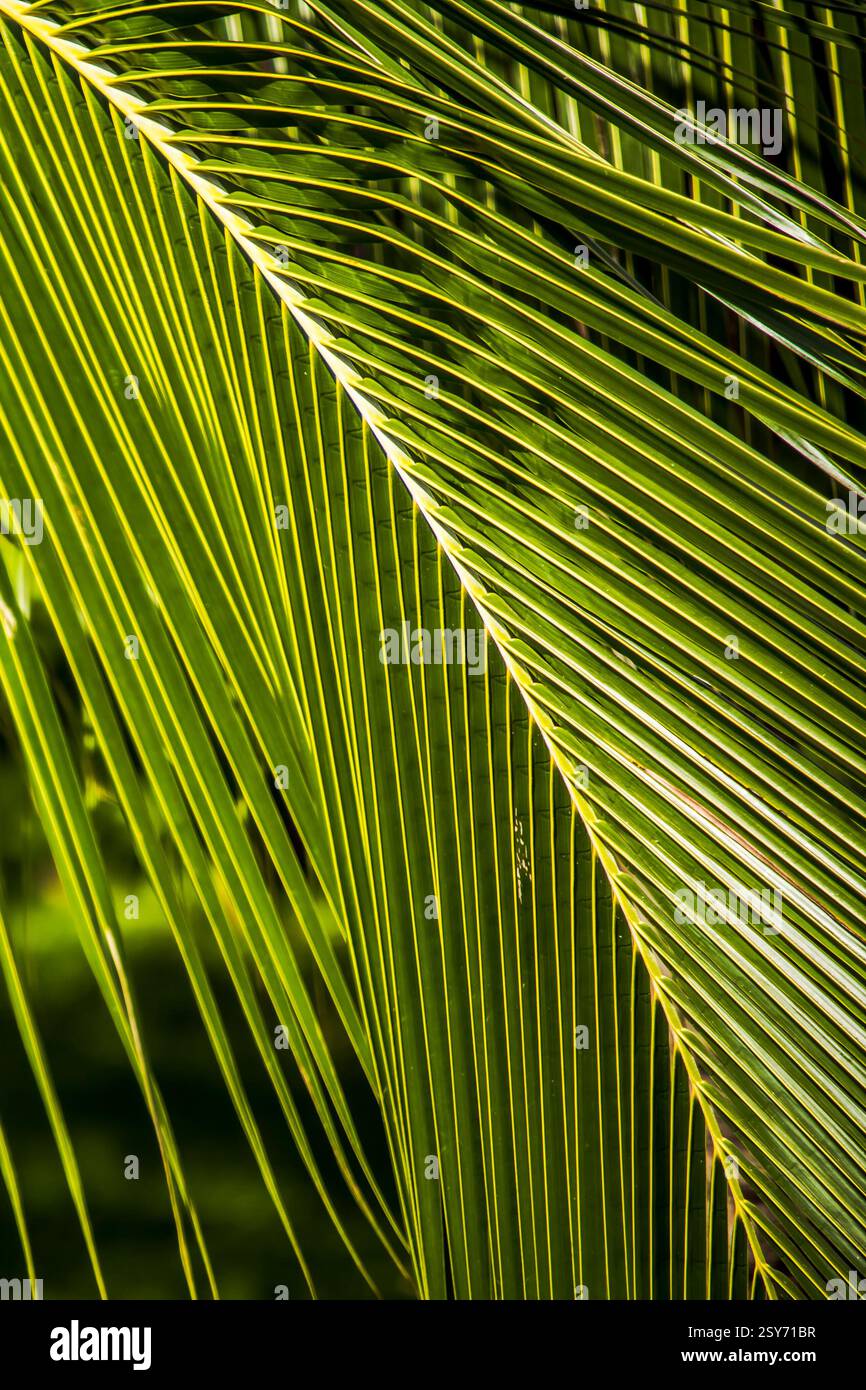 Leaf of a palm tree. The leaf is green and has a yellow stripe. The ...