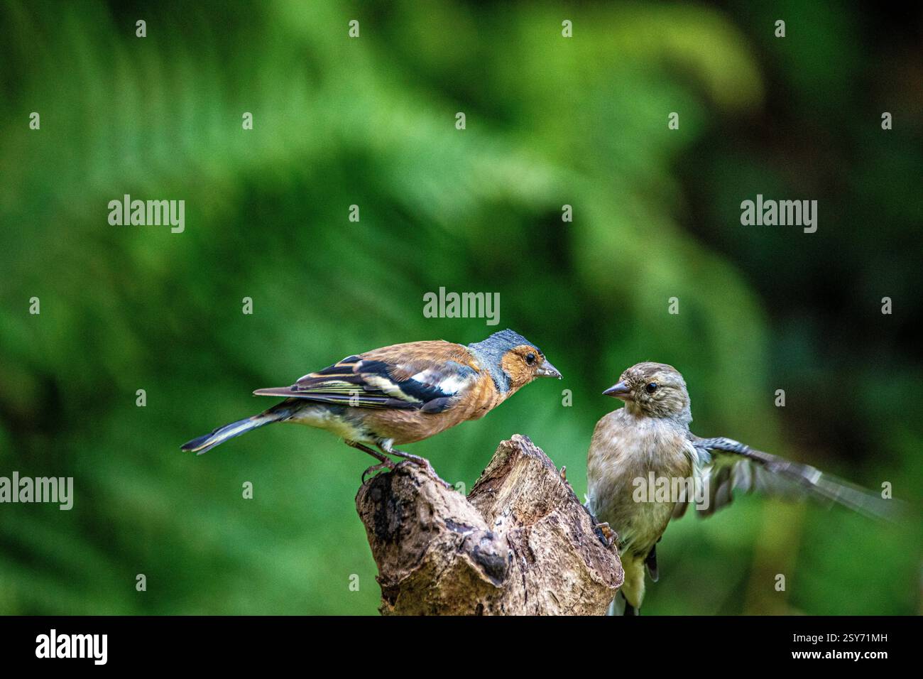 Beautiful image two room hi-res stock photography and images - Alamy